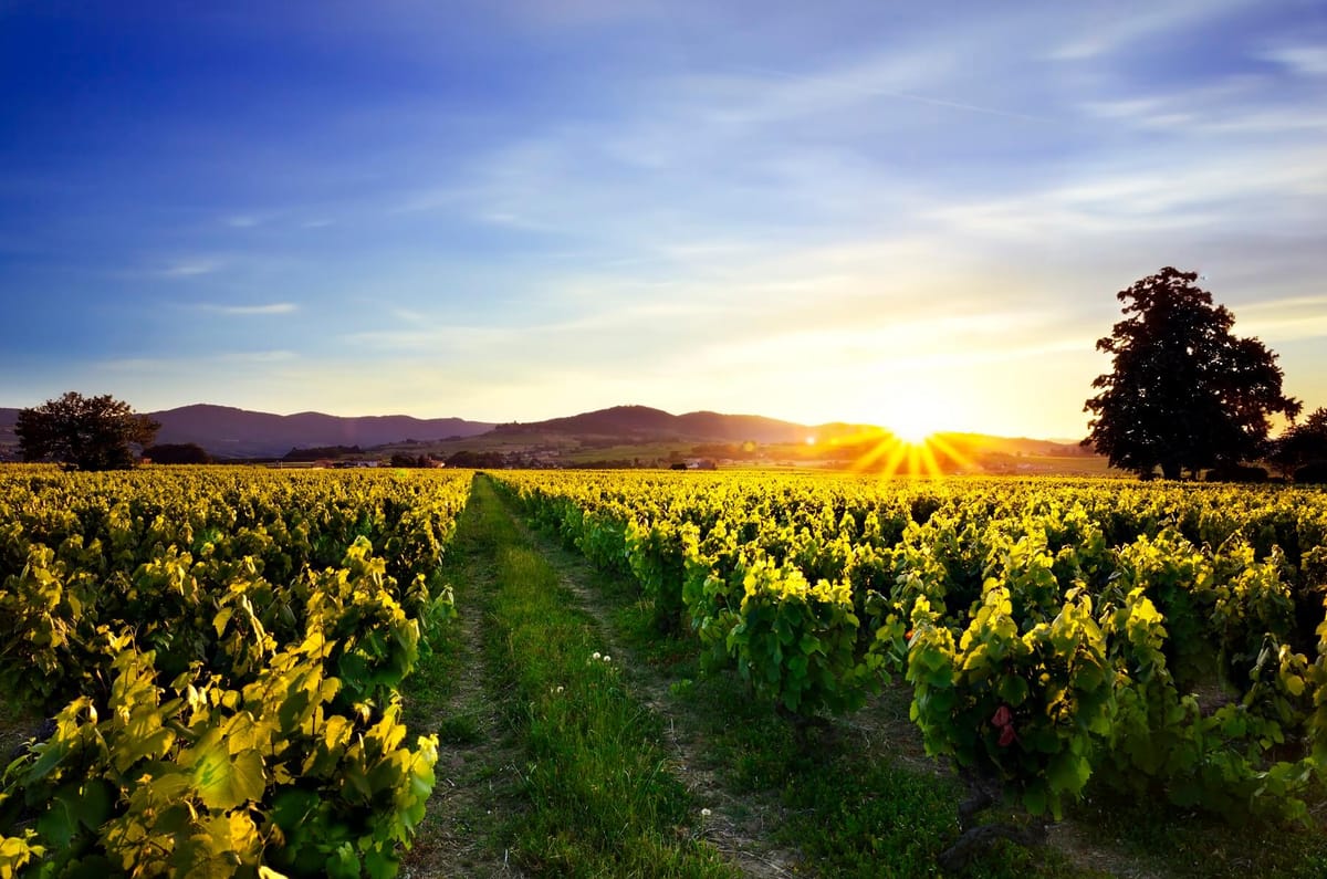 Blog Post | What is Terroir? And should we care?